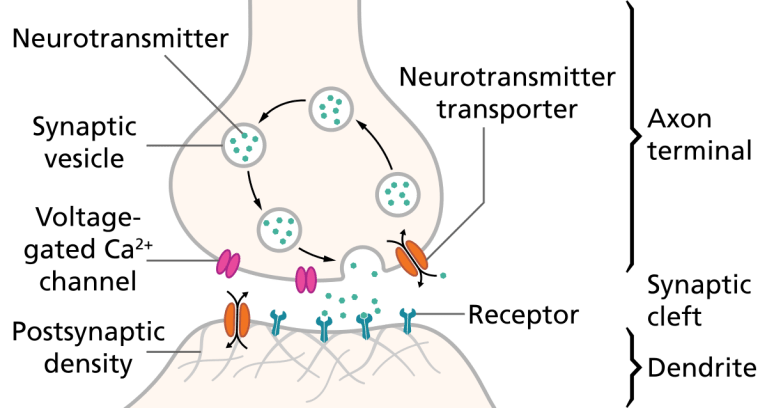 An Overview of the Biology of Depression – Mental Health Matters